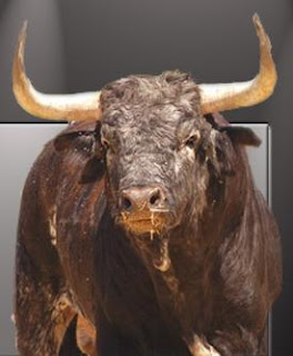 VETERINARIOS TAURINOS DE ANDALUCIA: CONOCER AL TORO