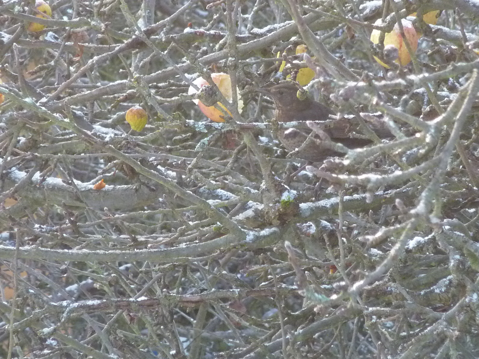 Sonia Angus: November 2010