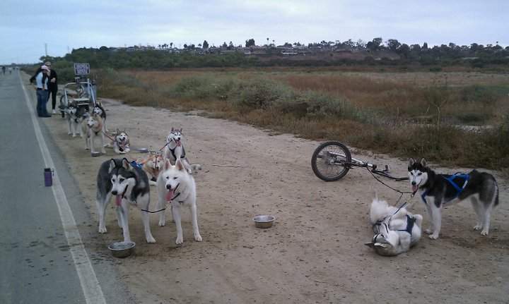 Arctis Carts: Urban Mushing during So Cal summer