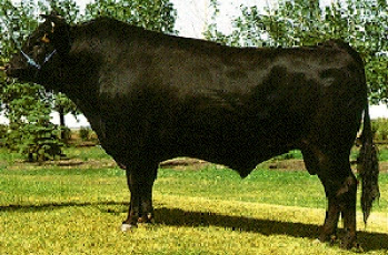 Kobe Fleisch: Kobe Rinder in Deutschland