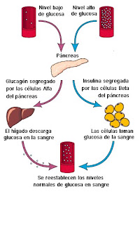 EN DIABETES EL CONTROL ES VIDA: Anatomía y Fisiología del Páncreas