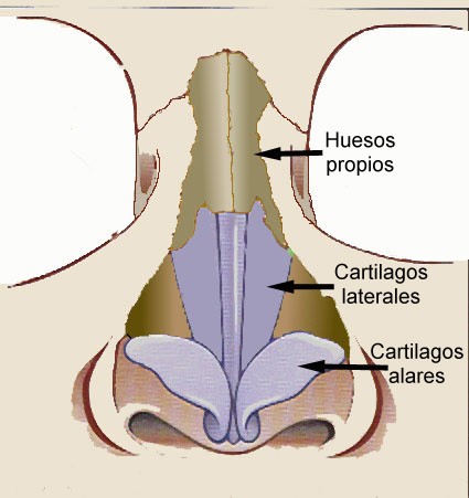 ANATOMIA SISTEMA RESPIRATORIO 2011 - Mind42
