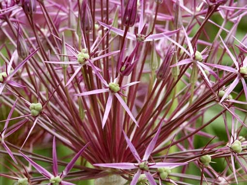 goGardenNow: Ornamental Allium - Fireworks In The Summer Garden