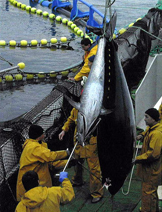 J3!M!: "PROCESO DEL ATÚN"