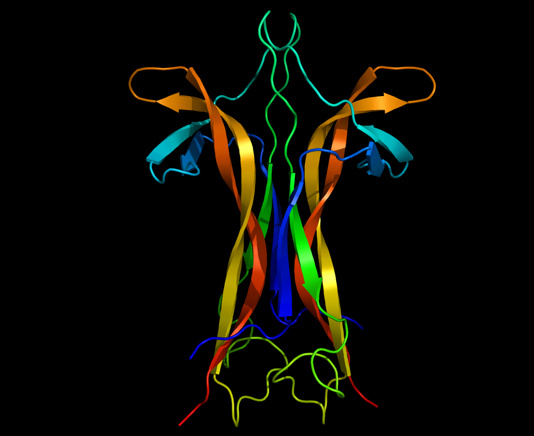 Beautiful Proteins: Neurotrophin (Nerve growth factor (NGF))
