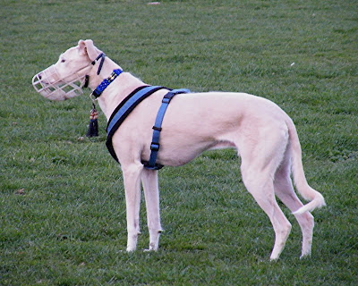 Harnesses for salukis - Salukis and Co - The Saluki and Saluki Lurcher ...