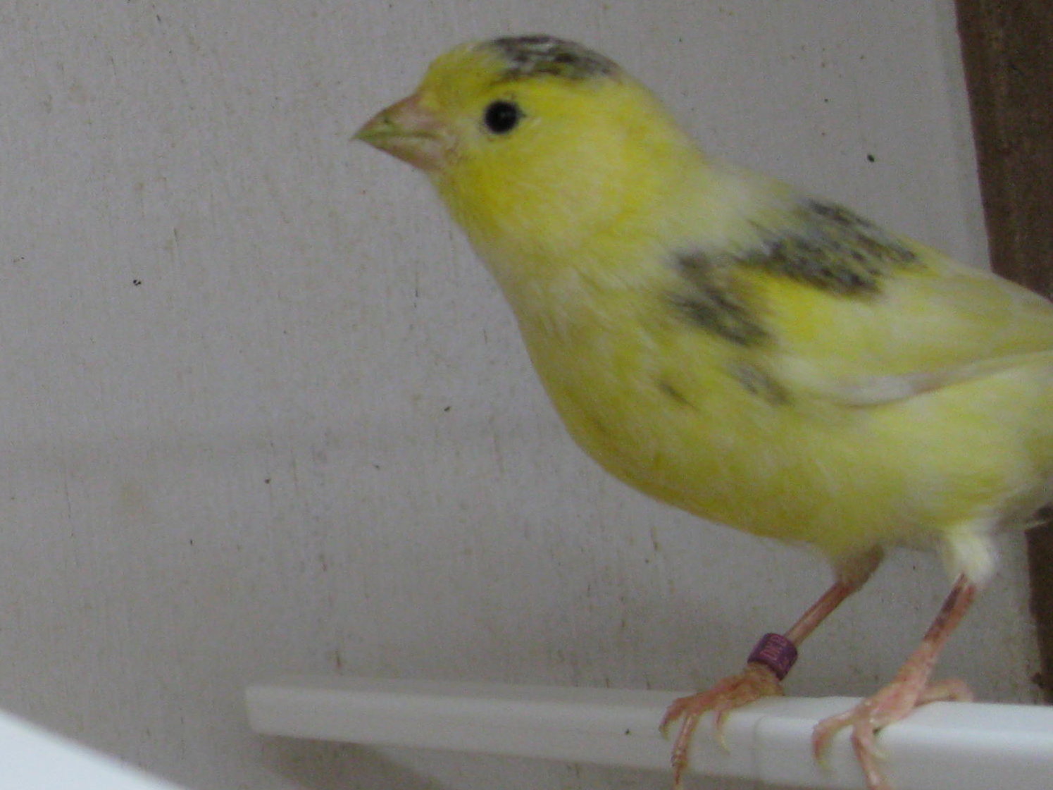 Canary Tales: New German Rollers