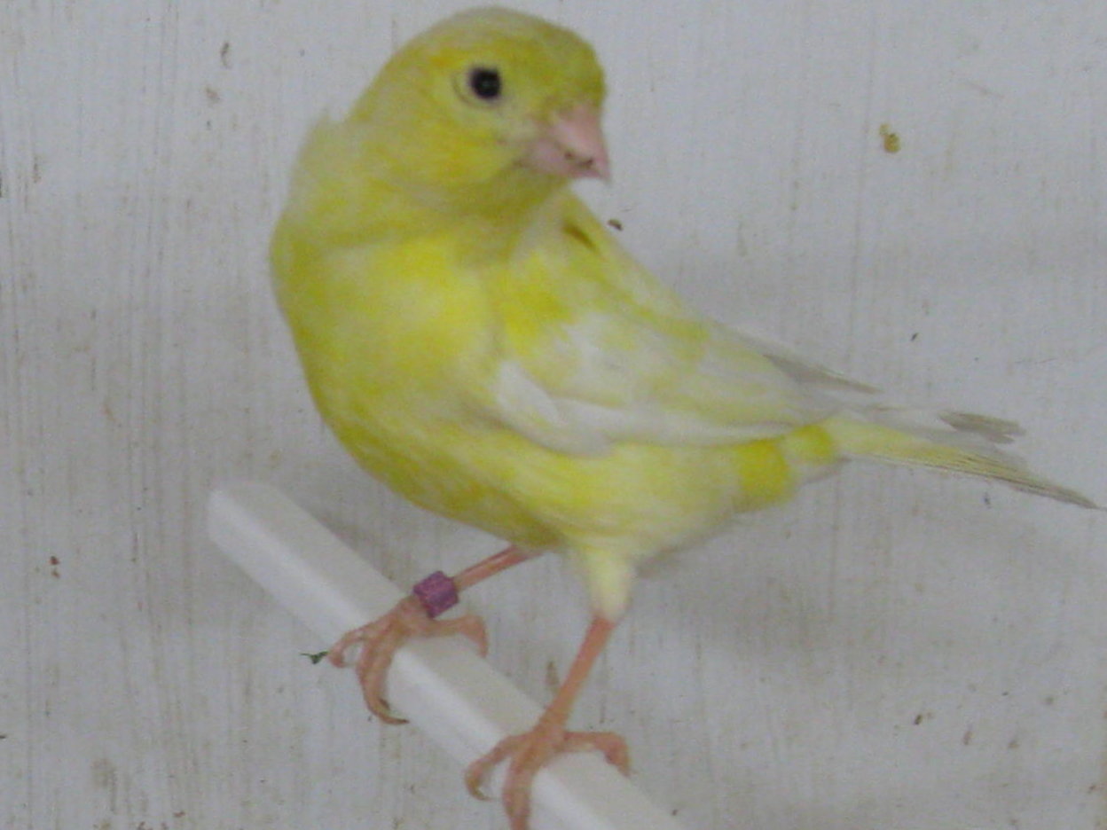 Canary Tales: New German Rollers