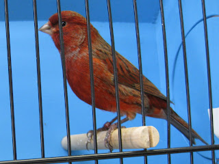 Canary Tales: Fife Fancy Wins Best Canary at Minnesota Show