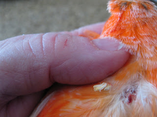 Canary Tales: Removing Feather Cysts