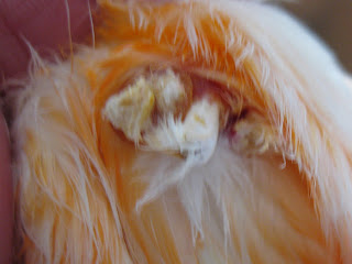 Canary Tales: Removing Feather Cysts