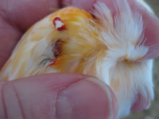 Canary Tales: Removing Feather Cysts