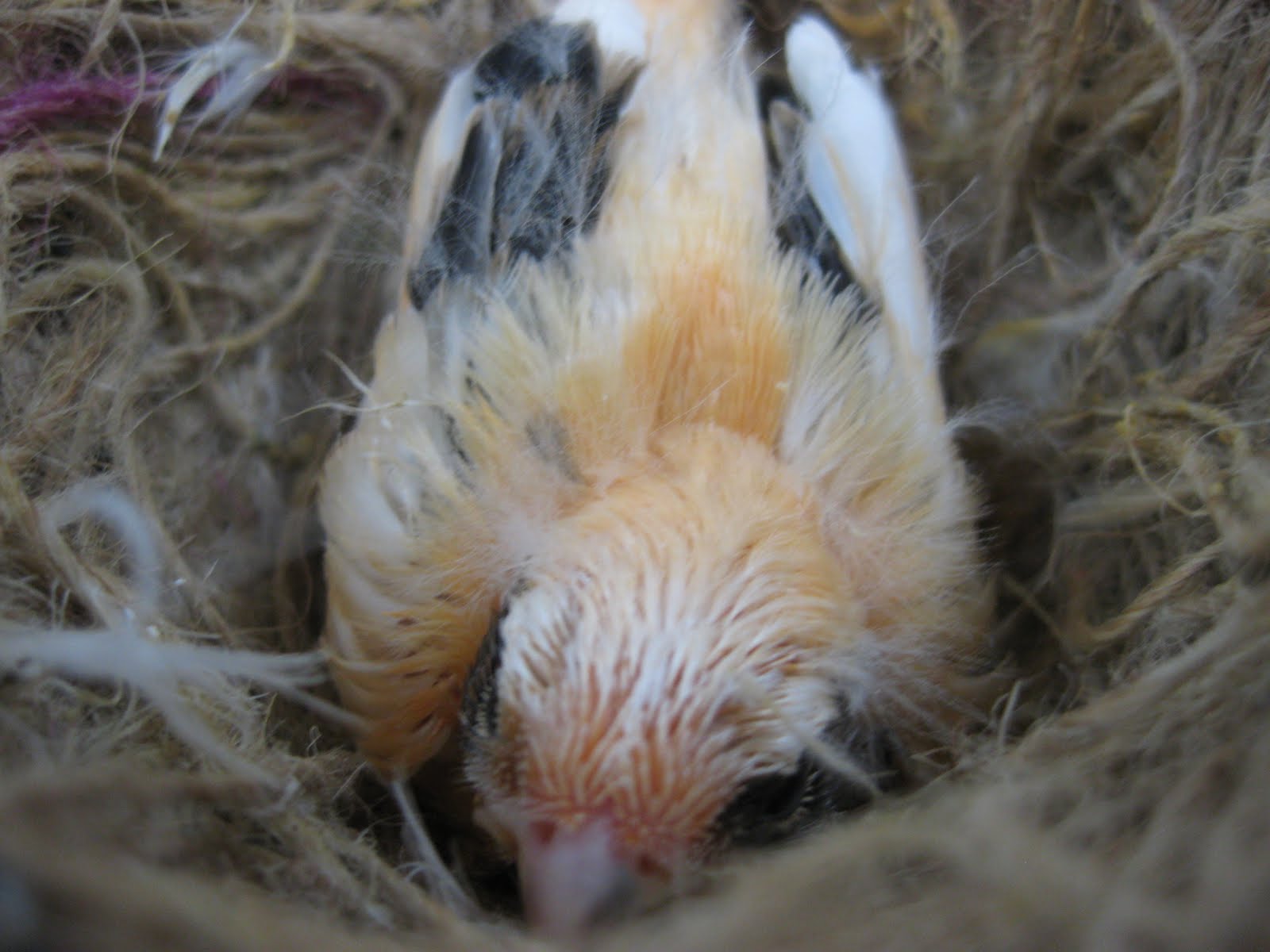 Canary Tales: Late Blooming Stafford Chicks