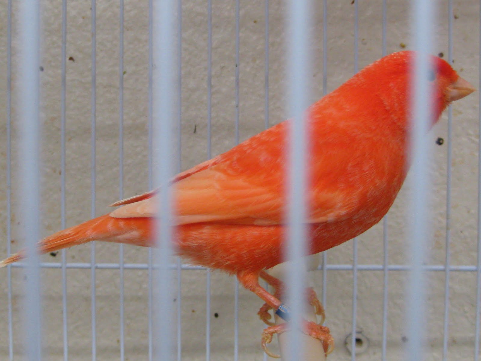 Canary Tales: Dian's Spectacular Color Bred Canaries