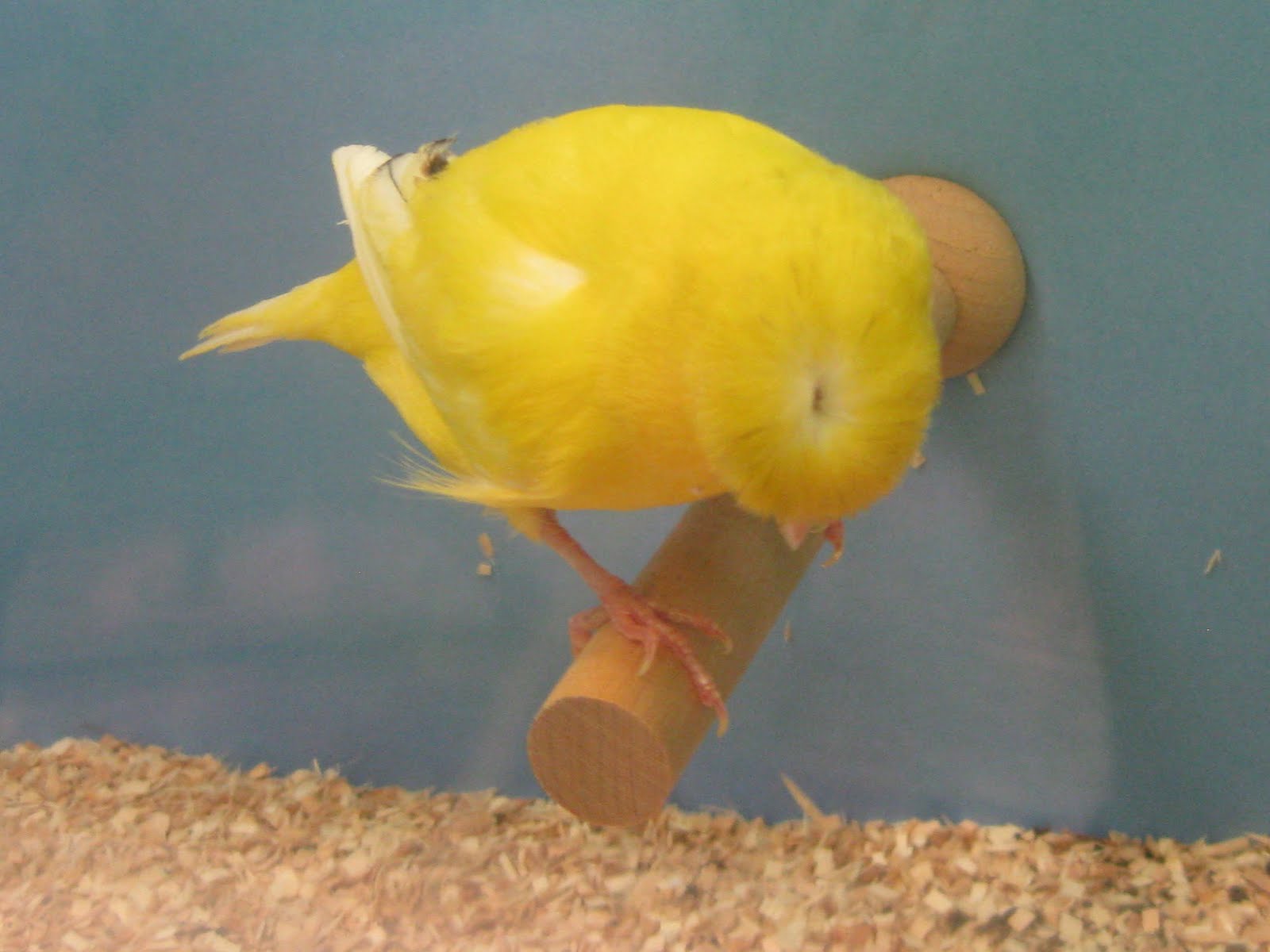 Canary Tales: Columbus Fancy - American Type Canary
