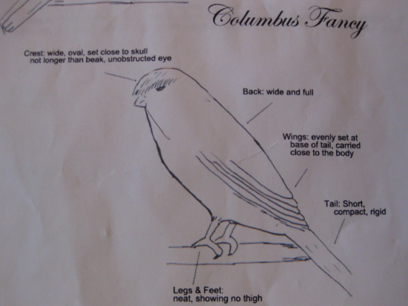 Canary Tales: Columbus Fancy - American Type Canary