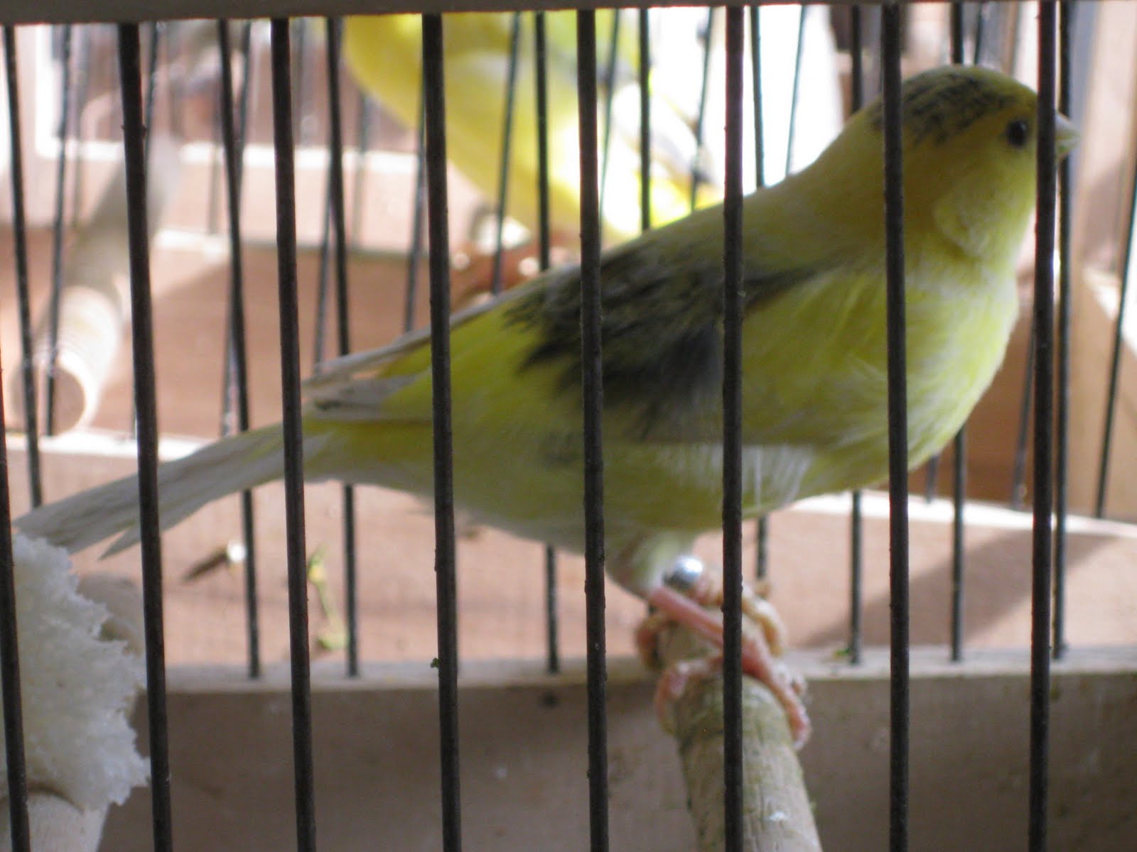 Canary Tales: Good Looking German Roller