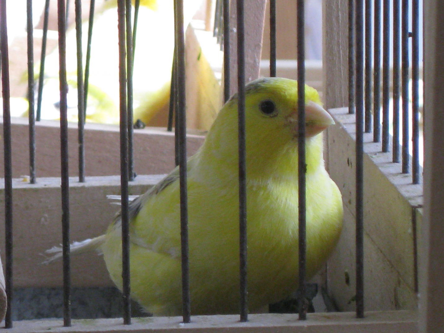 Canary Tales: Good Looking German Roller