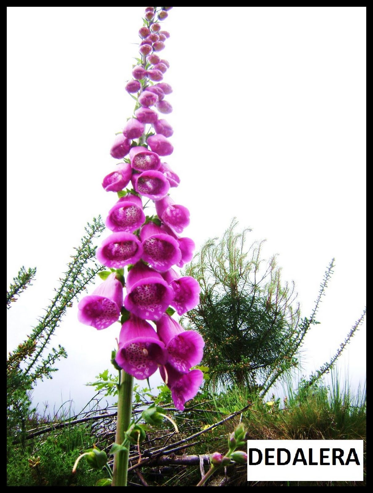 Herbolario: LA DEDALERA