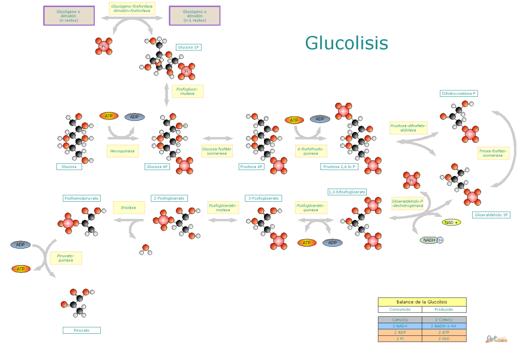 Las glucolisis,gluconeogenesis,glucogenesis y cp: Glucolisis