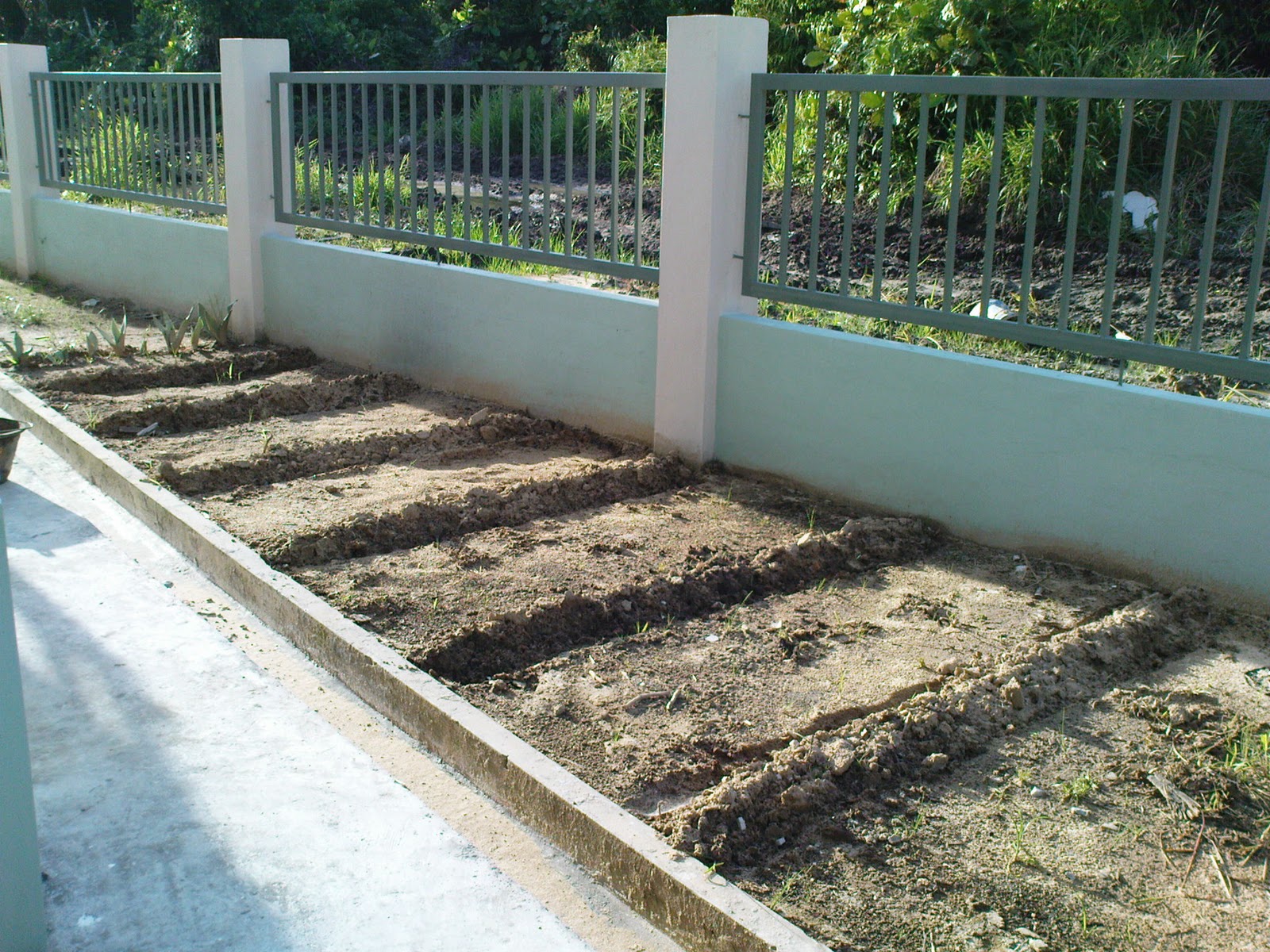 Mellea's World: 1st Batas Sayur-sayuran