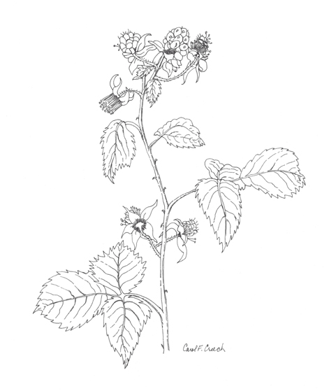 CCreech Studio: Creative Adventures: Raspberry plant - pen and ink