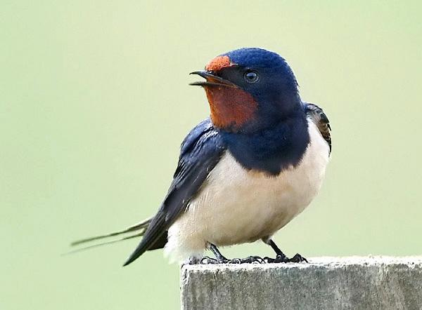Rondine ferita su sognare