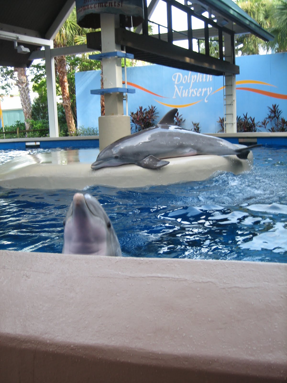 WORDLESS WEDNESDAY - THE DOLPHINS PLAY PEEK A BOO - Mama to 6 Blessings