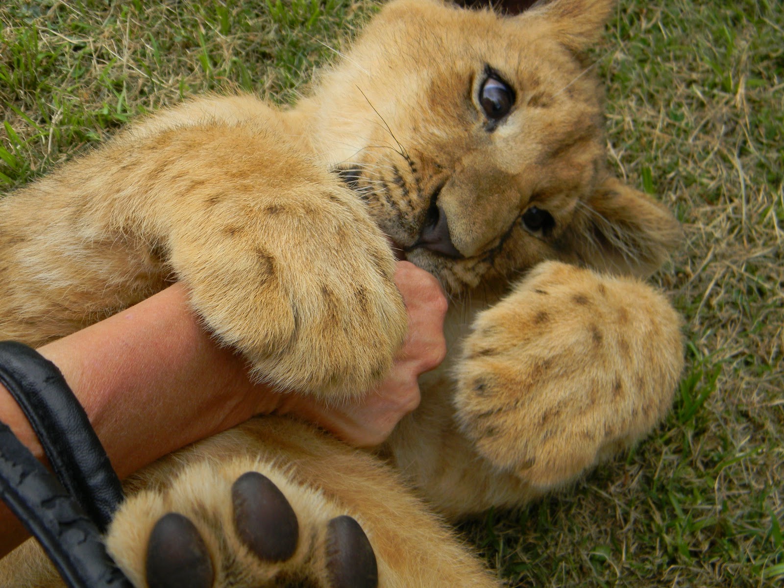 Following the Call: Playing with Lion Cubs!