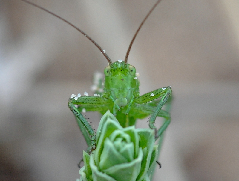 The Edigator News: enero 2011