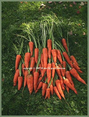 Corgyncombe Courant: The Corgyncombe Agricultural Fair and Exhibition!