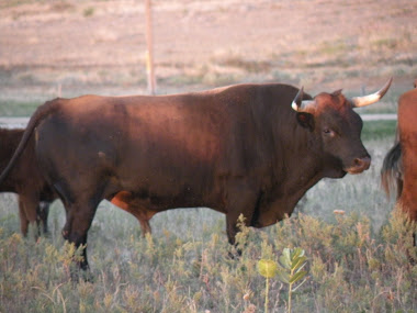 Teepee Creek Ranch: Currently for sale at Teepee Creek Ranch