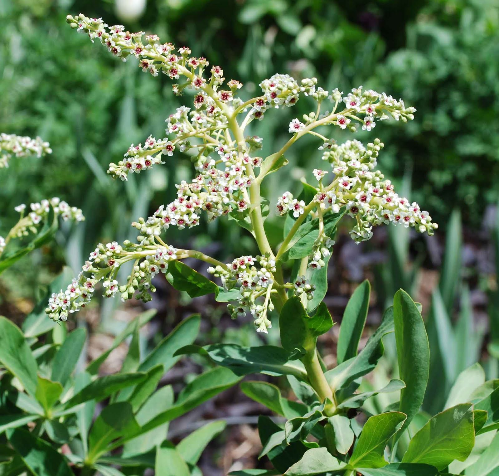 Blogiversary Celebration! | Garden Share Bristol