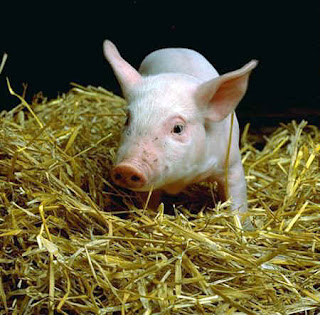 Le Musée virtuel du cochon