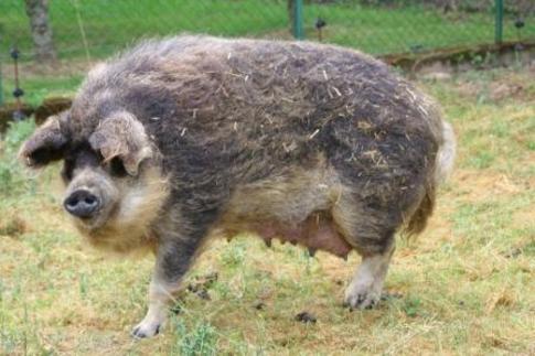 Le Musée virtuel du cochon