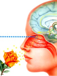 Anosmia