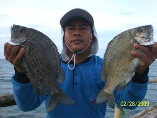 HOBBY MANCING: Mancing Kakap Batu di Karang Wala - Tj. Kait