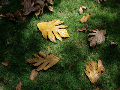 Haiti Ho!: The Most Beautiful Leaves in The World...