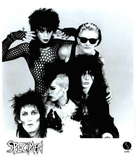 I Just Want a Kitty: 80's Hair. High and Foofy!