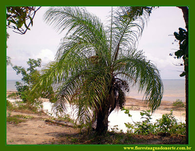 Floresta Água do Norte: Fruto Nativo da Amazônia - Mucajá
