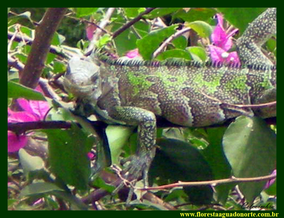 Floresta Água do Norte: Bicho da Amazônia - Calango