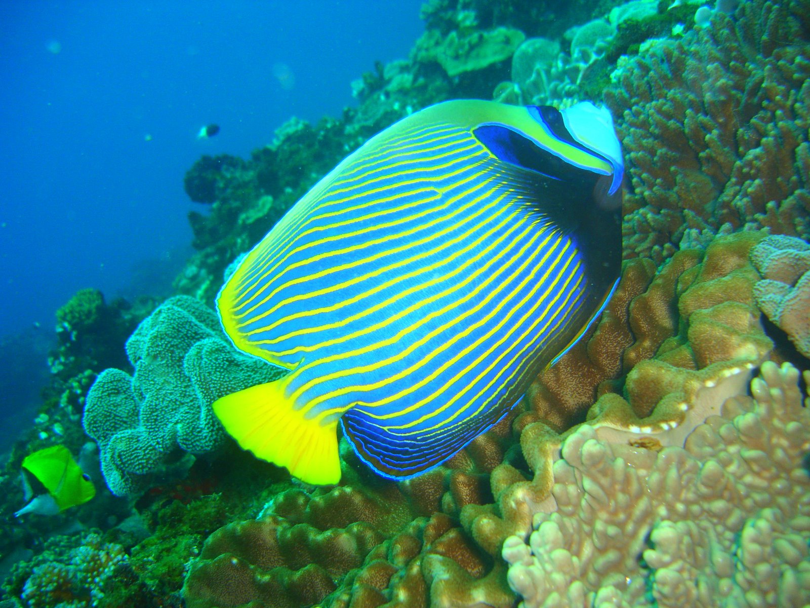 Met 'n knippie sout : Pitkos vir die fynproewer: Die Groot Australiese ...