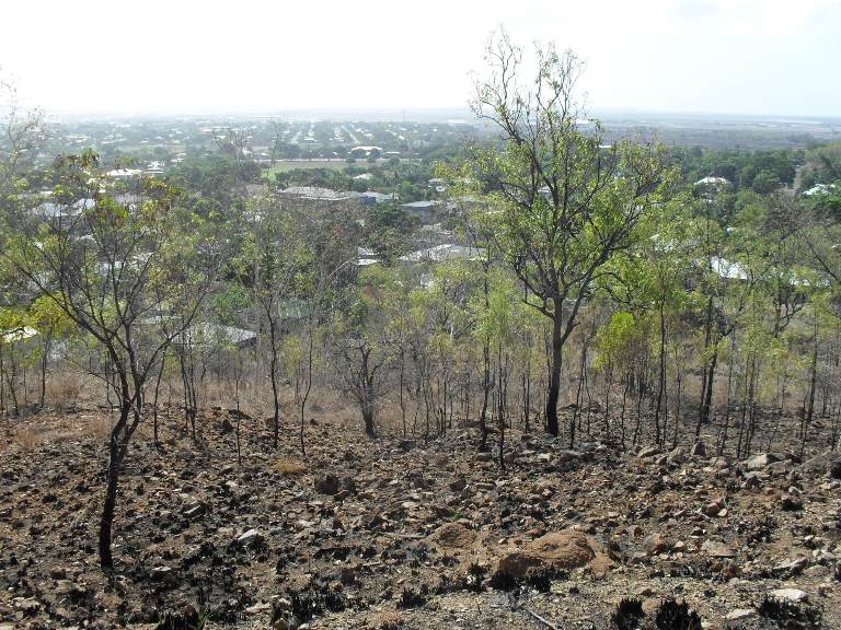 The Wandering Arborist: Townsville Dry Dry Tropics