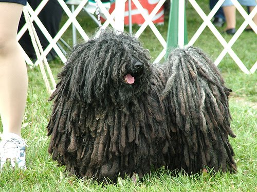 PUPPIES: Puli