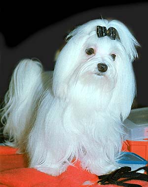 PUPPIES: Bichon Maltez