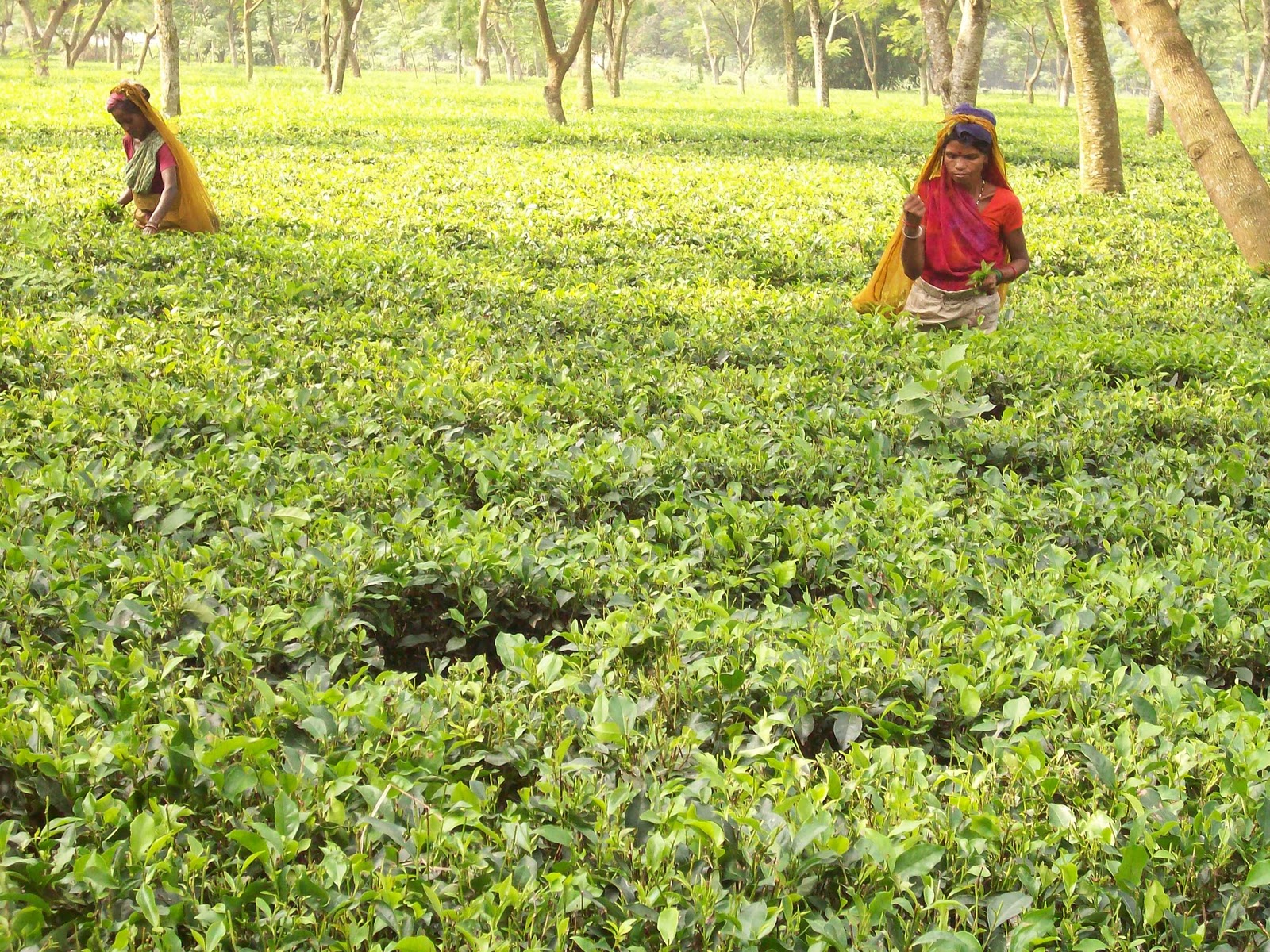 Tourist Destinations in Kishanganj, Tourism Kishanganj - किशनगंज ...