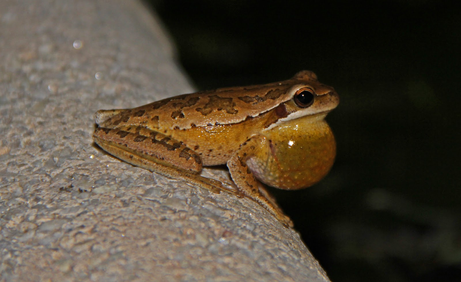 Mis Fotos: Un Batracio en la piscina.