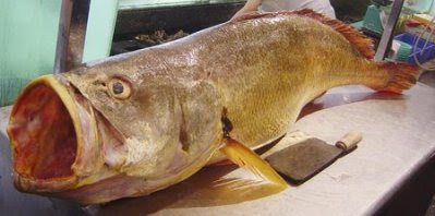 Pakmasti: 2010-11-14