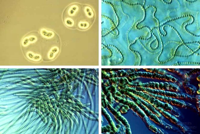 Cyanobacteria: The Oxygen Revolution
