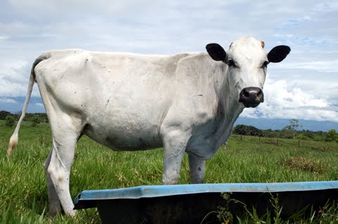 Raza Bovina de Colombia